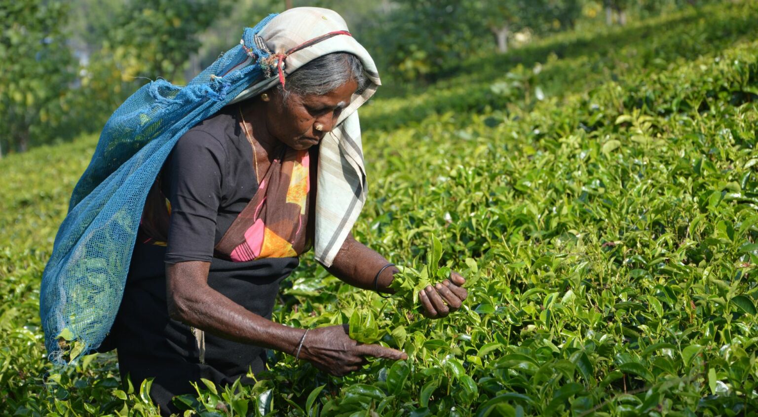 6 Finest Tea Holidays Around The World And More For A Tea-rrific ...